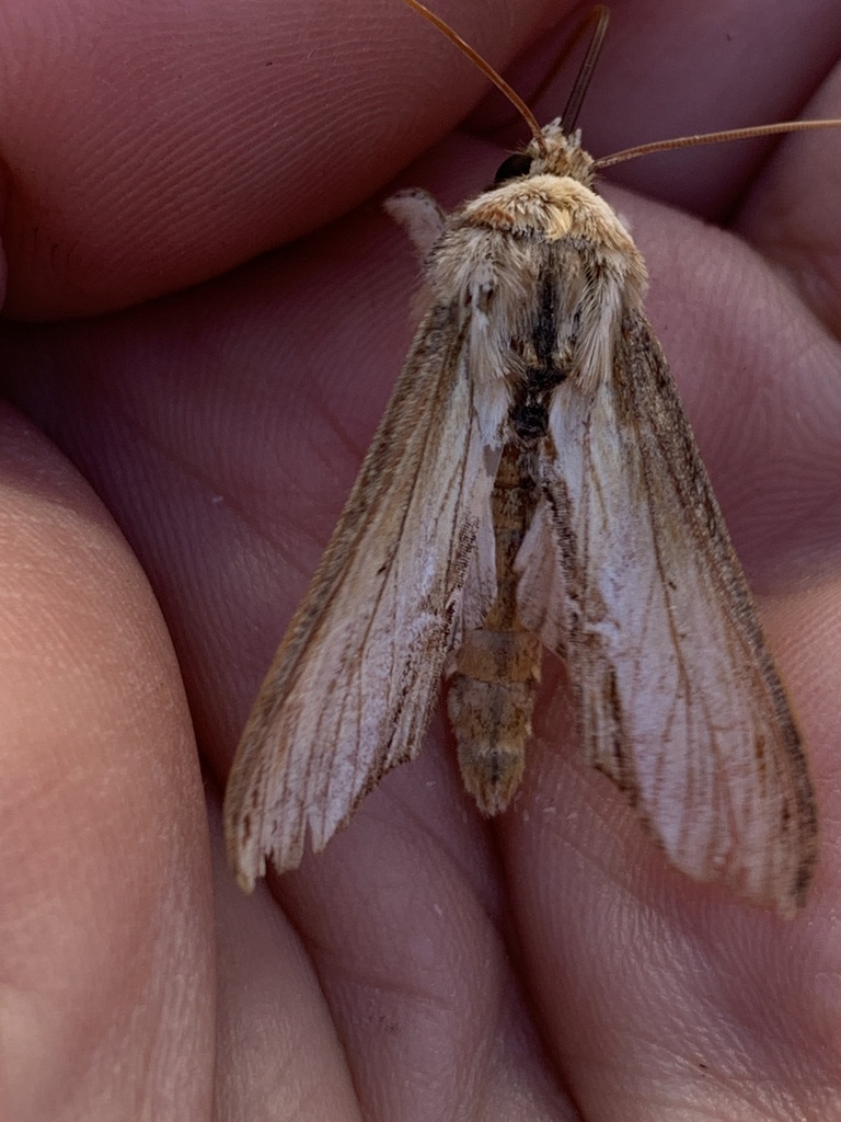 Mullein Moth from Bryher, Isles Of Scilly, England, GB on June 18, 2024 ...
