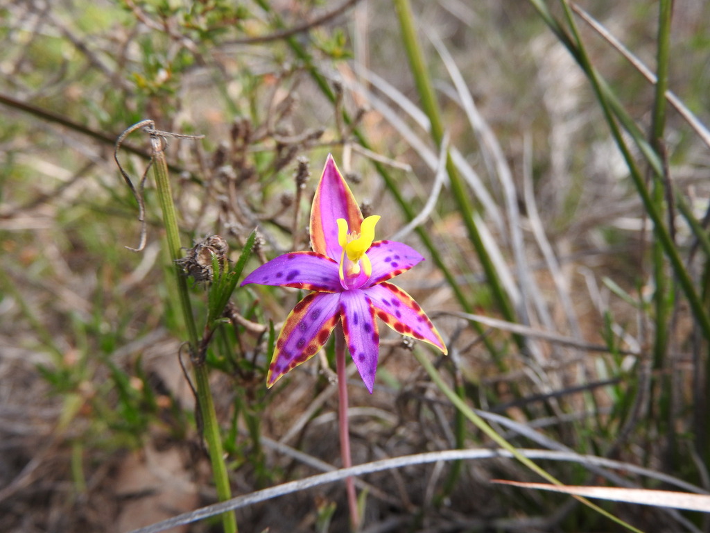 eastern Queen of Sheba in July 2022 by ramcad1 · iNaturalist