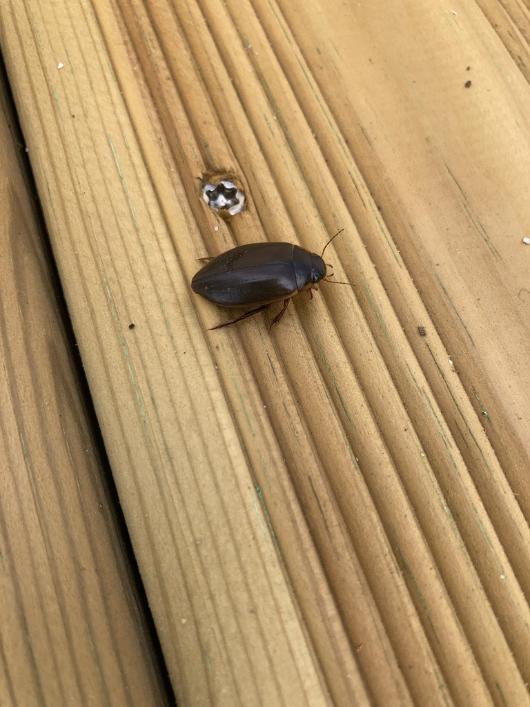 large-grooved diving beetle from Bréhal, Normandie, FR on June 18, 2024 ...