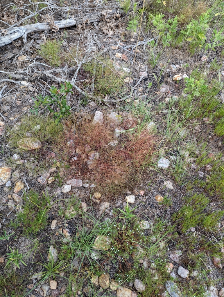 Rust Weed from Smithville, TX 78957, USA on June 17, 2024 at 11:00 AM ...