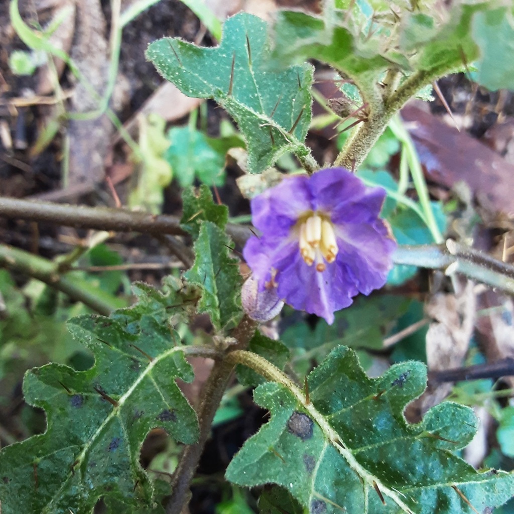 Eastern Nightshade from Rydal NSW 2790, Australia on June 18, 2024 at ...