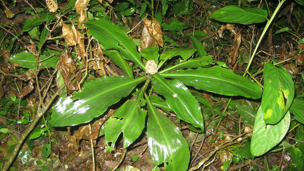 marble berry from Kibale, Uganda by Stephen Ssemwaka · iNaturalist