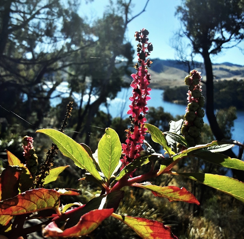 Inkweed from Rydal NSW 2790, Australia on June 18, 2024 at 10:48 AM by ...