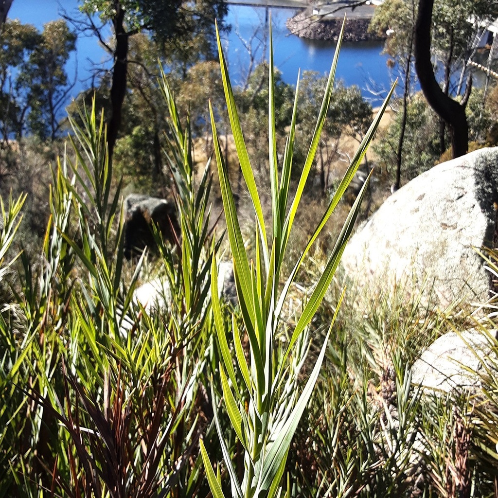nodding blue lily from Rydal NSW 2790, Australia on June 18, 2024 at 10 ...