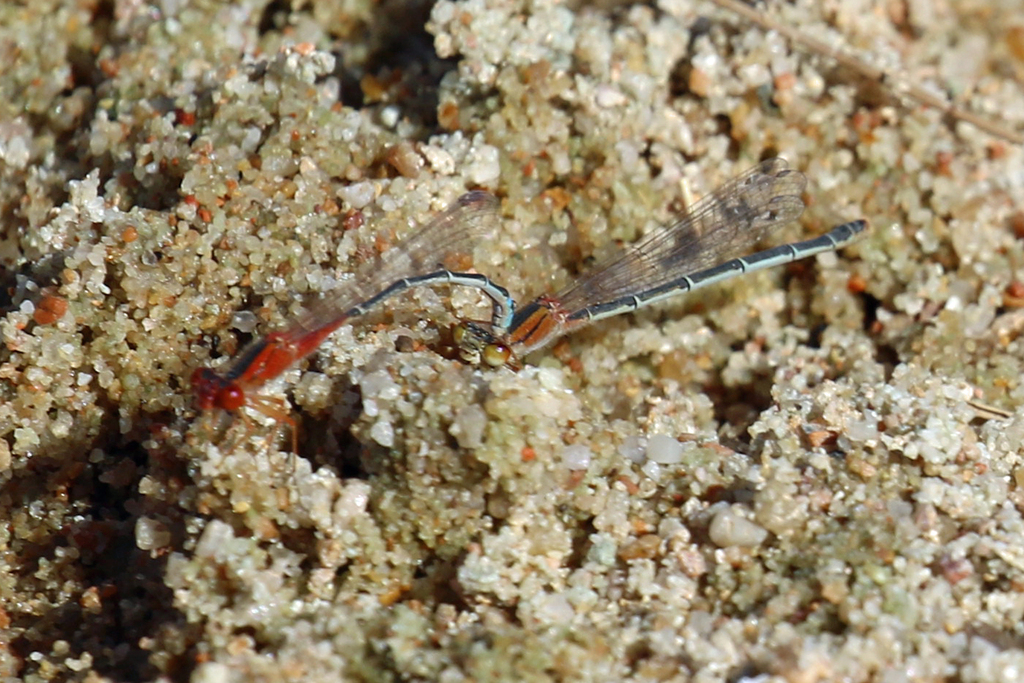 Red and Blue Damsel from Hughenden QLD 4821, Australia on June 18, 2024 ...