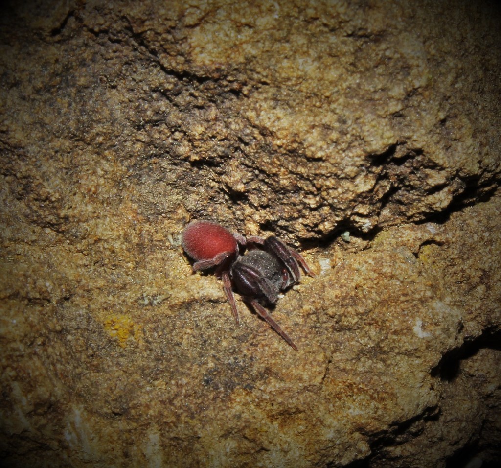 Common Palp-footed Spiders from Αττική, Ελλάδα on May 21, 2019 at 01:59 ...