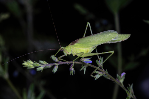 chongxuanzi's Identifications · iNaturalist