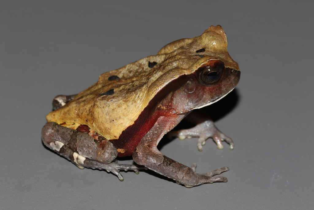 African Giant Toad from A-Kinguele camp on October 21, 2017 at 09:37 AM ...