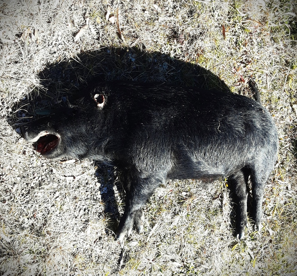 Wild Boar from Rydal NSW 2790, Australia on June 18, 2024 at 11:32 AM ...