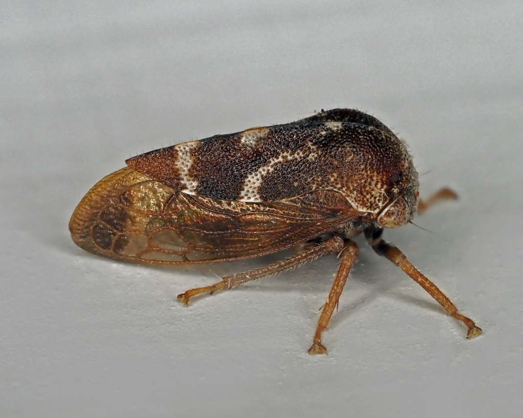 Cyrtolobus vau from Salem, NH 03079, USA on June 18, 2024 at 05:47 AM ...