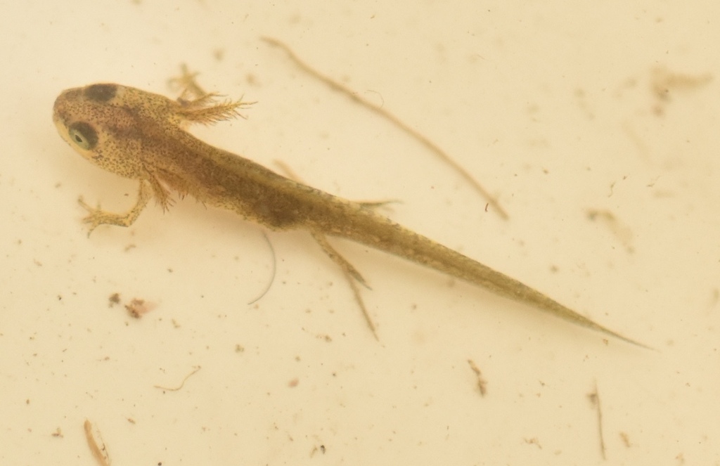 Palmate Newt from Hogganfield Loch, Glasgow, Scotland, GB on June 16 ...