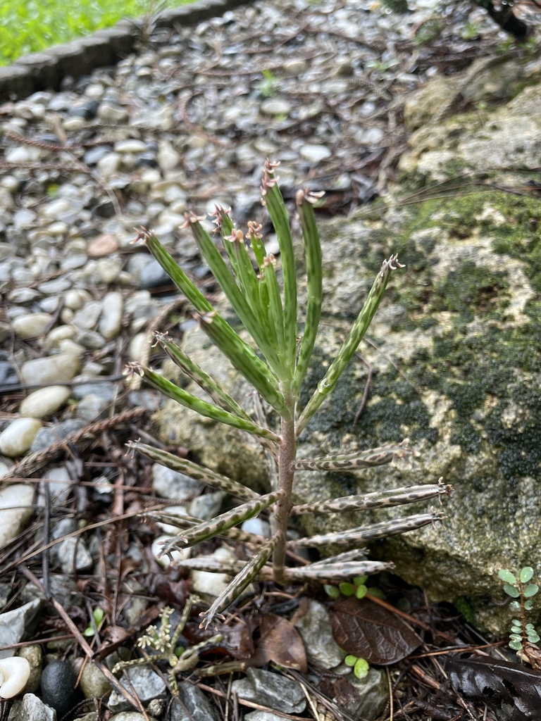 Mother of Thousands from Kokutai Road, Chatan, Okinawa, JP on June 18 ...