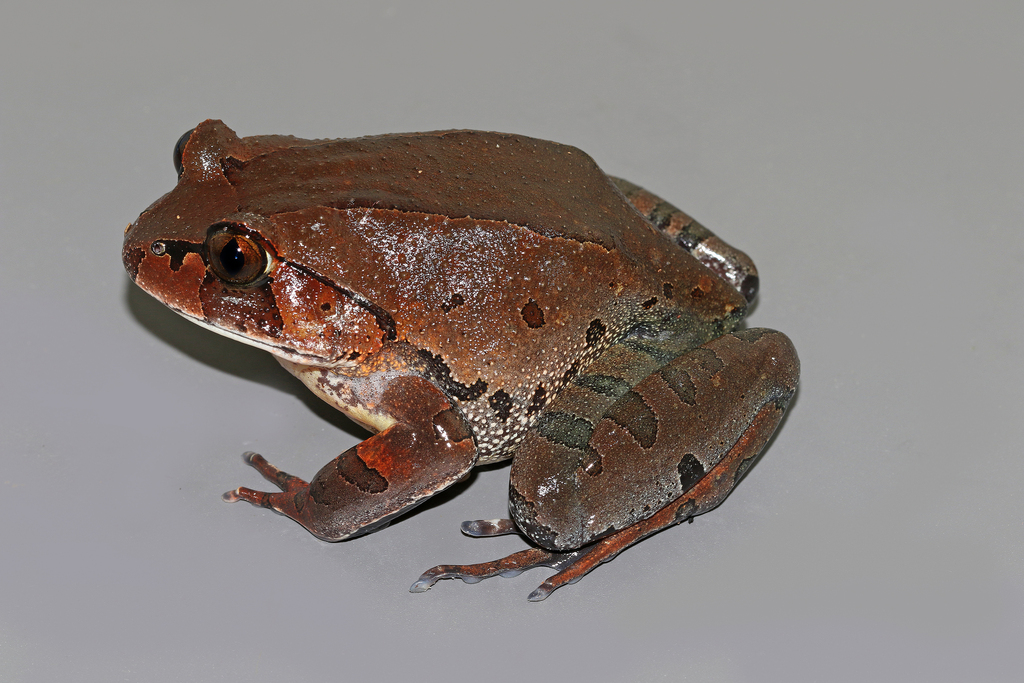 Hairy Frog from Bissina on October 11, 2017 at 11:21 AM by Maël ...