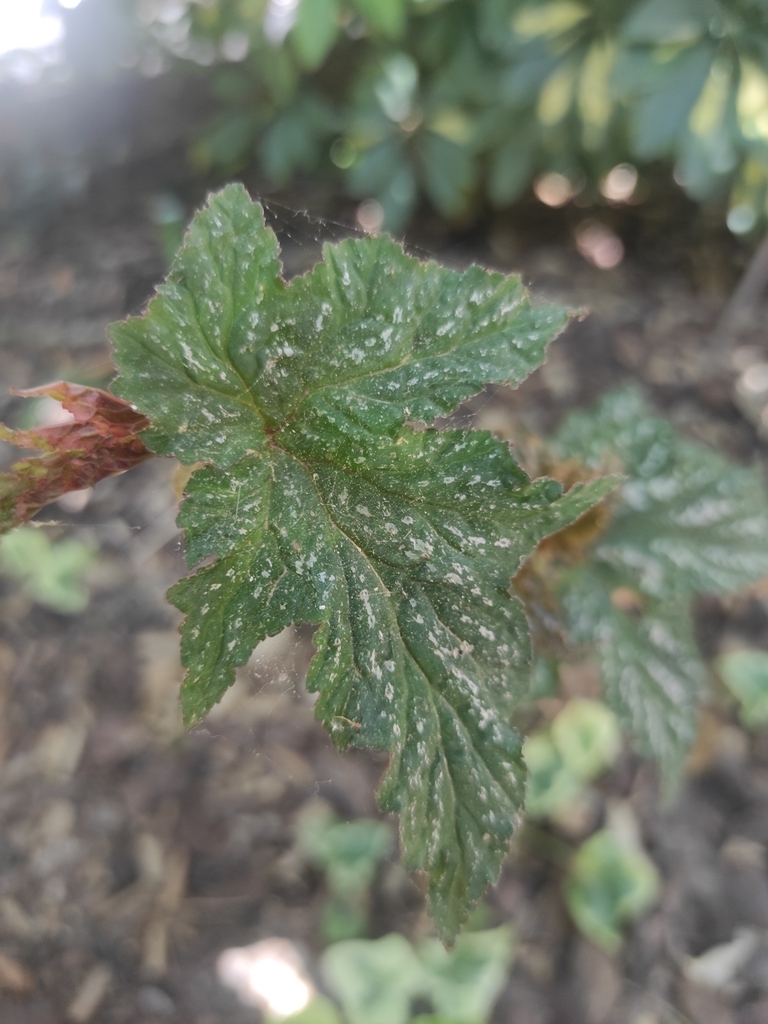 (Begonia platanifolia) - Botanical Realm