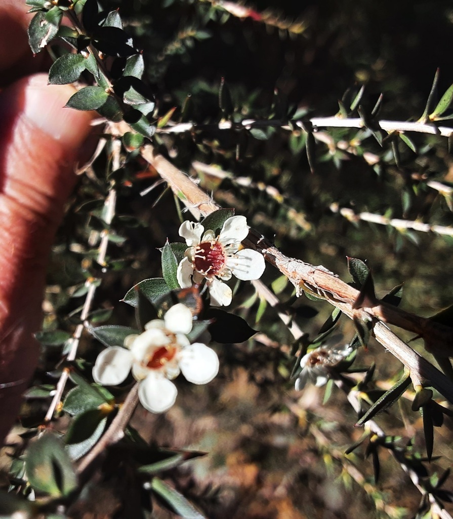 Peach-flowered Tea Tree from Rydal, New South Wales, Australia on June ...