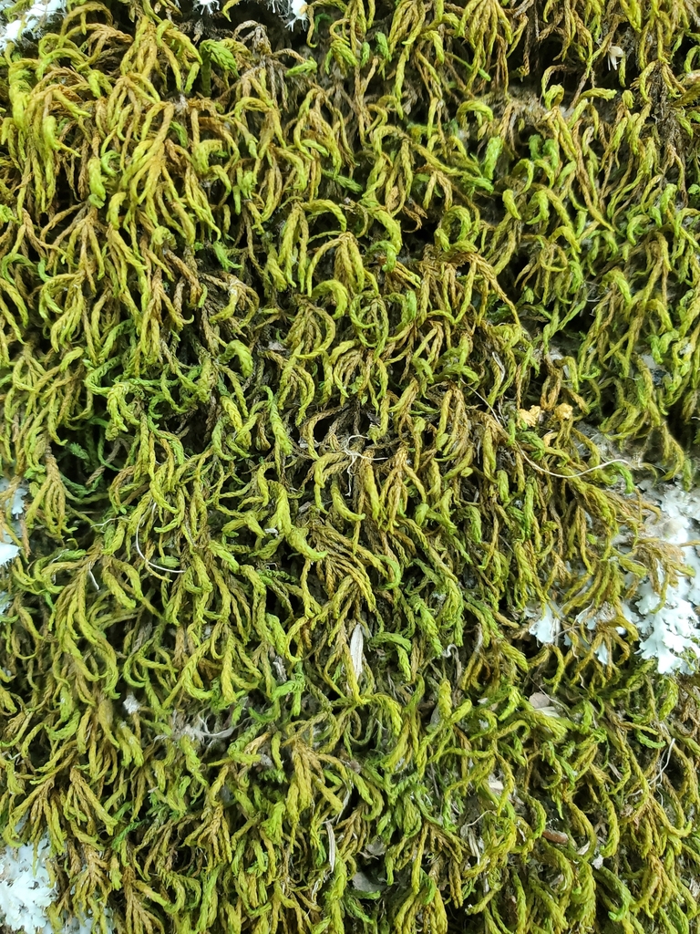 tree-skirt moss from Flintstone, MD 21530, USA on June 17, 2024 at 05: ...