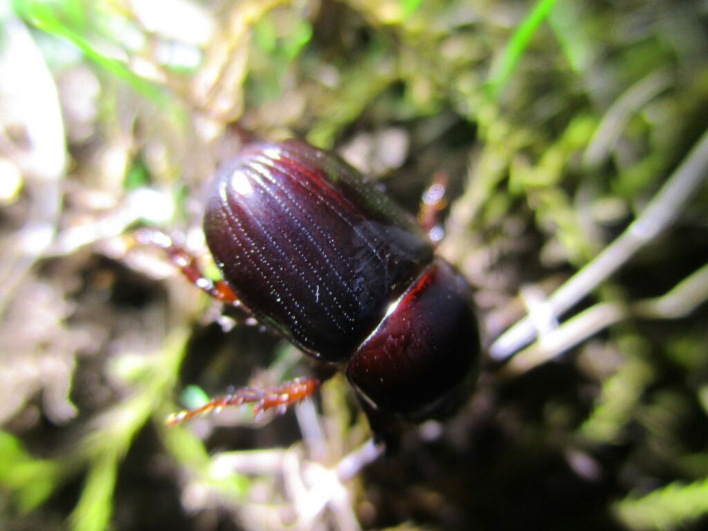 African Black Beetle from Kingscote SA 5223, Australia on June 18, 2024 ...