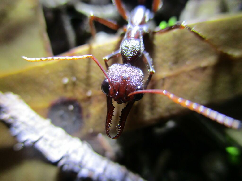 Inch Ant from Kingscote SA 5223, Australia on June 18, 2024 at 07:35 PM ...