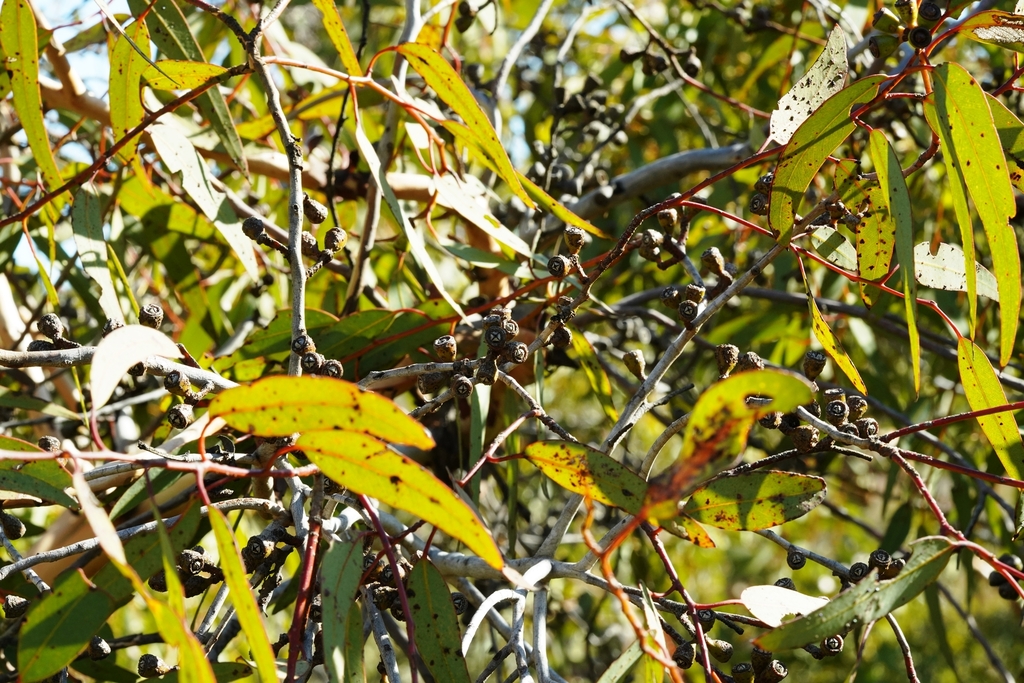 powderbark wandoo from Warradarge WA 6518, Australia on June 1, 2024 at ...