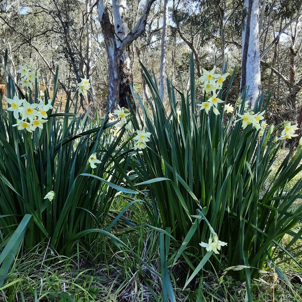 Bunch-flowered Daffodil from Portland NSW 2847, Australia on June 18 ...