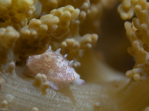 Diminovula fainzilberi · iNaturalist