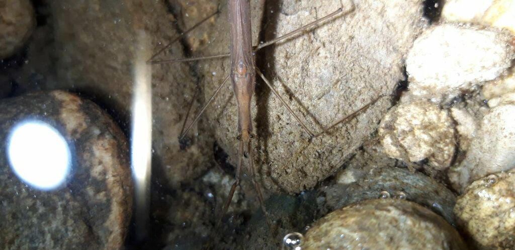 Water Stick Insect from Puntigam, Graz, Austria on June 17, 2024 by ...