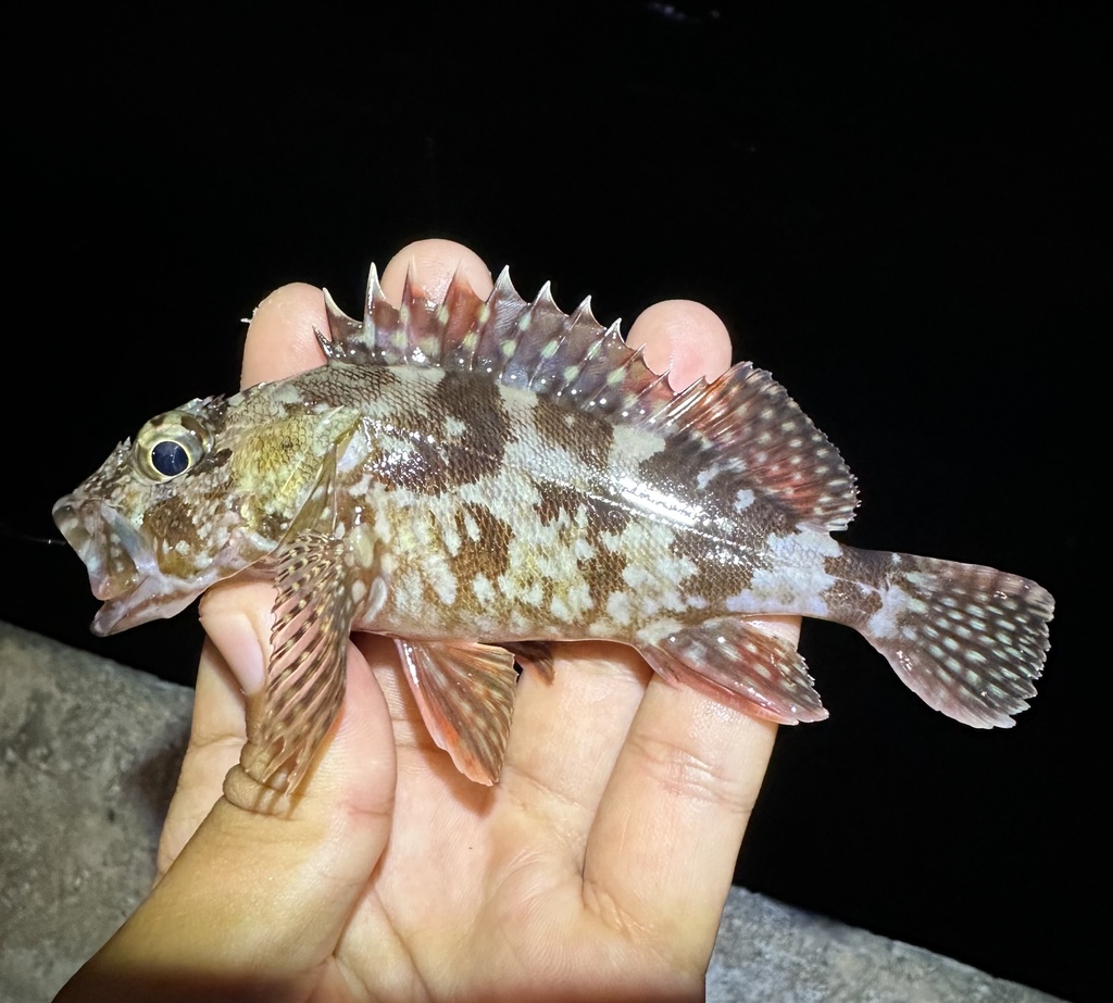 False Kelpfish from Salisbury Rd, Tsim Sha Tsui East, Kowloon, HK on ...