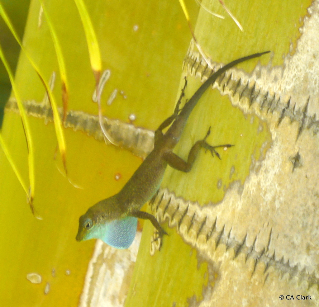 Grand Cayman Anole (Anolis conspersus) - Snakes and Lizards