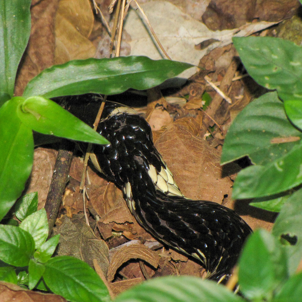 Chicken Snake from Foz do Iguaçu - State of Paraná, Brazil on March 4 ...