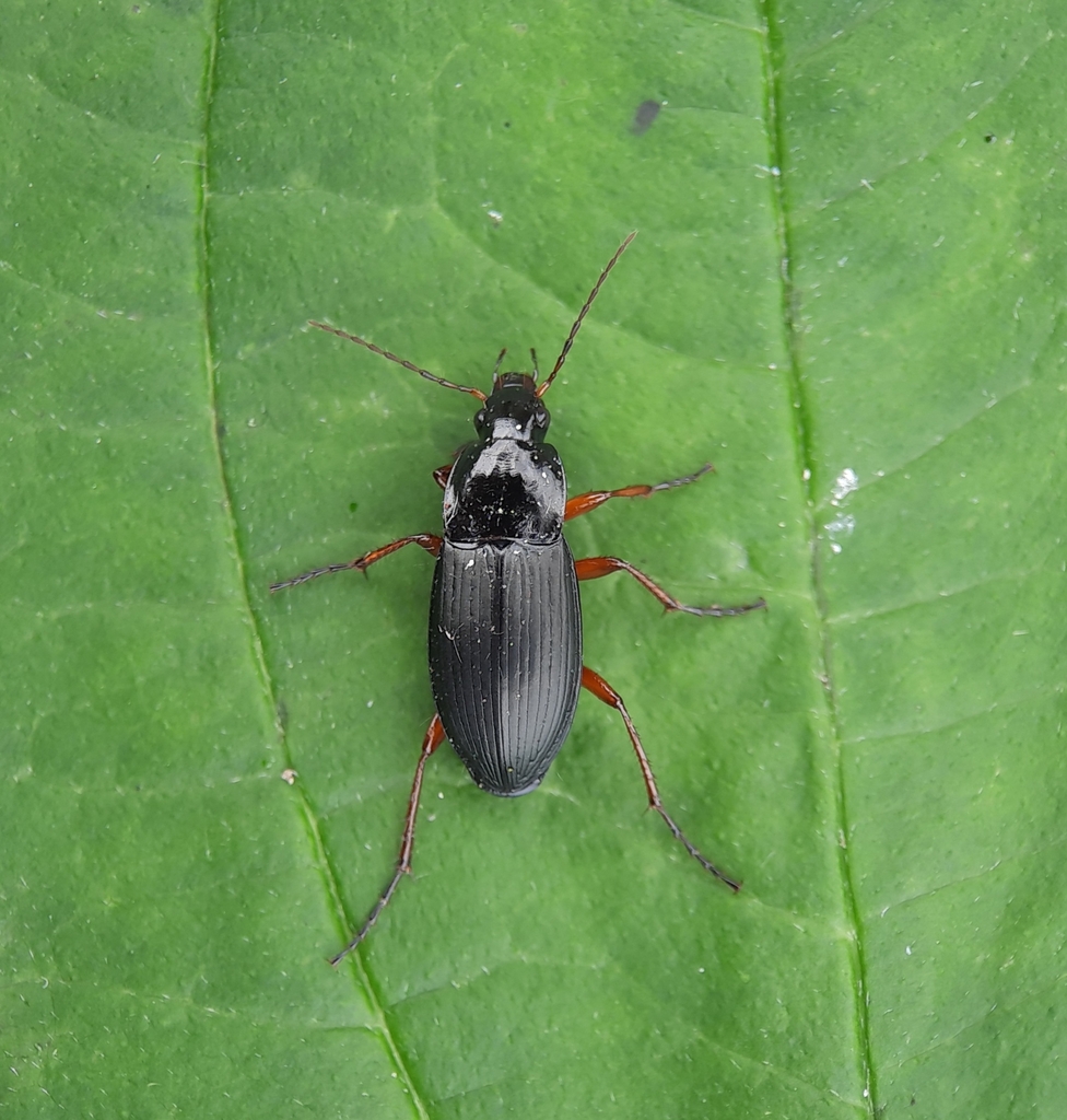 Calathus fuscipes in June 2024 by sirhck. ~13 mm long · iNaturalist