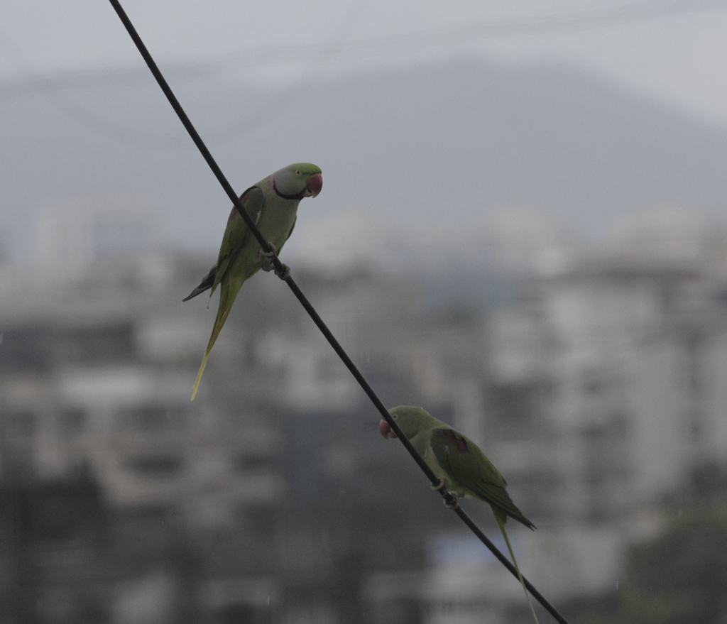 Alexandrine Parakeet from Vile Parle West, Mumbai, Maharashtra 400047 ...