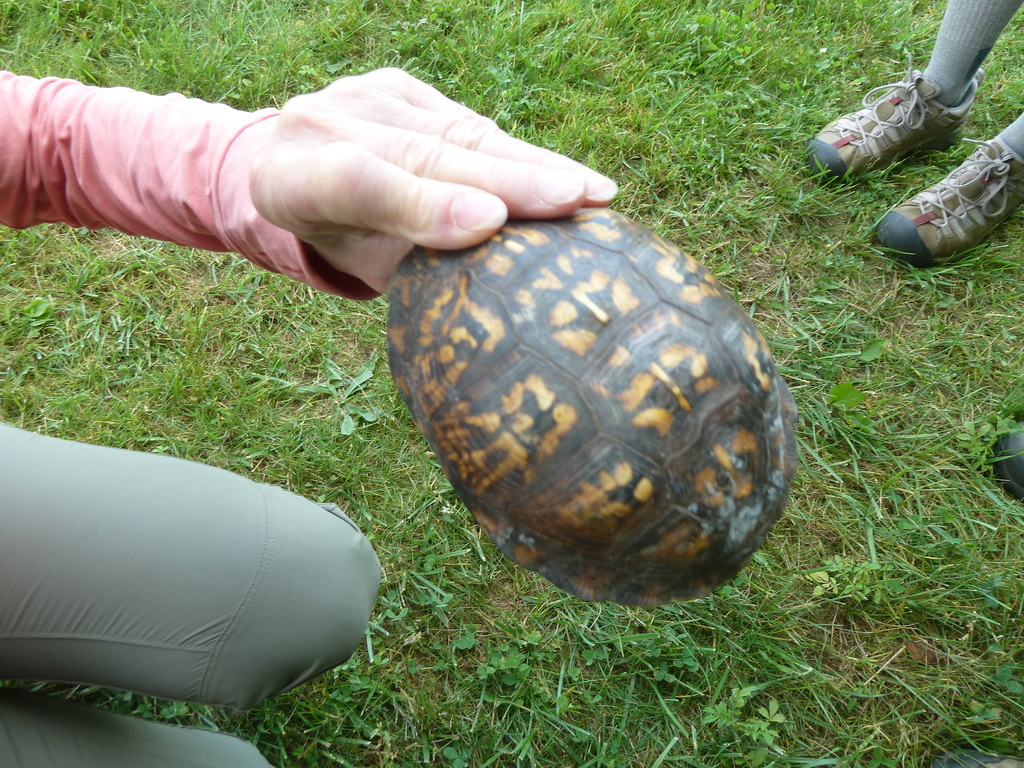 Eastern Box Turtle in June 2024 by Brett M · iNaturalist