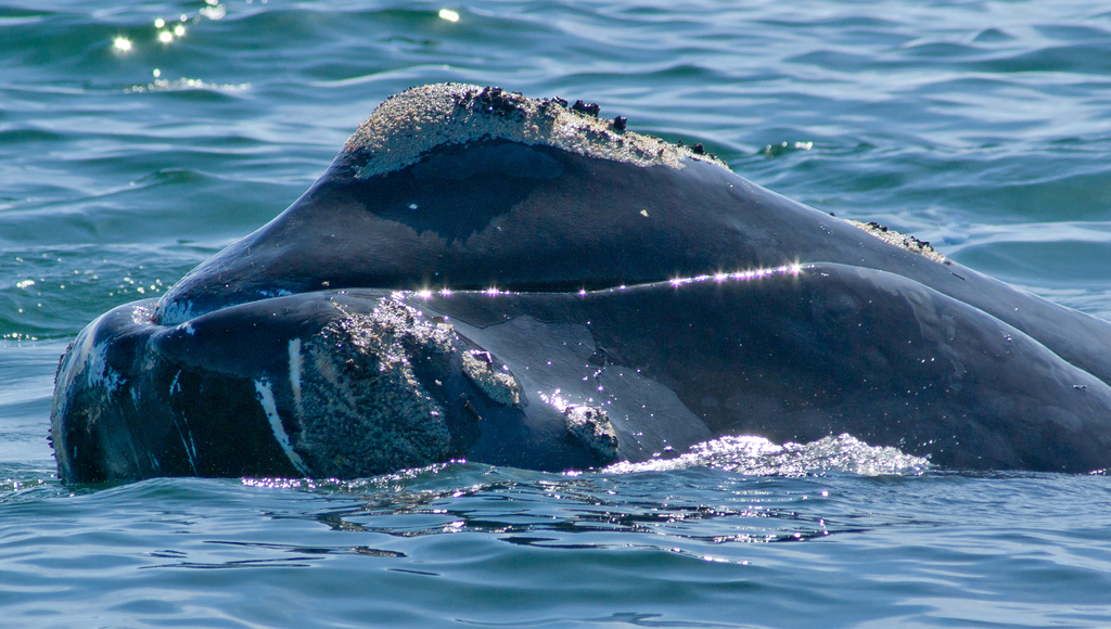 North Atlantic Right Whale from Pennfield, NB, Canada on August 28 ...