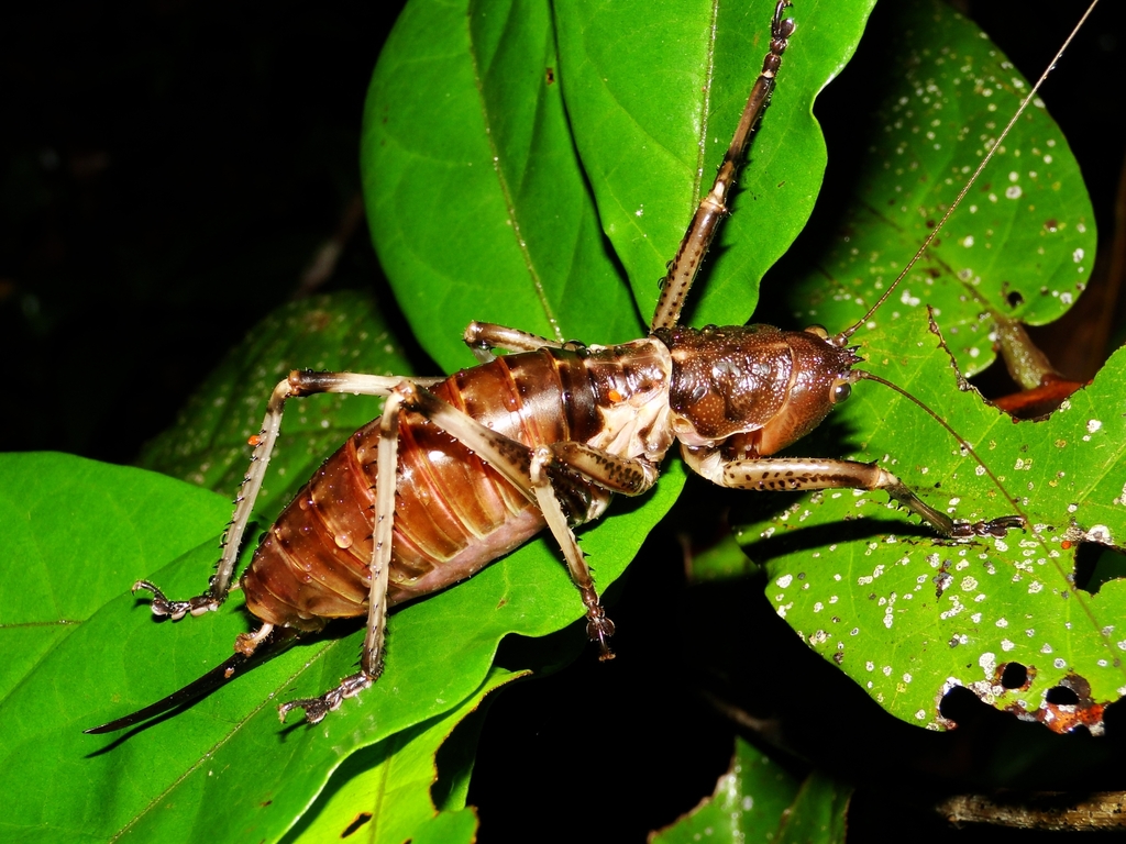 Katydids in January 2012 by globalherping · iNaturalist