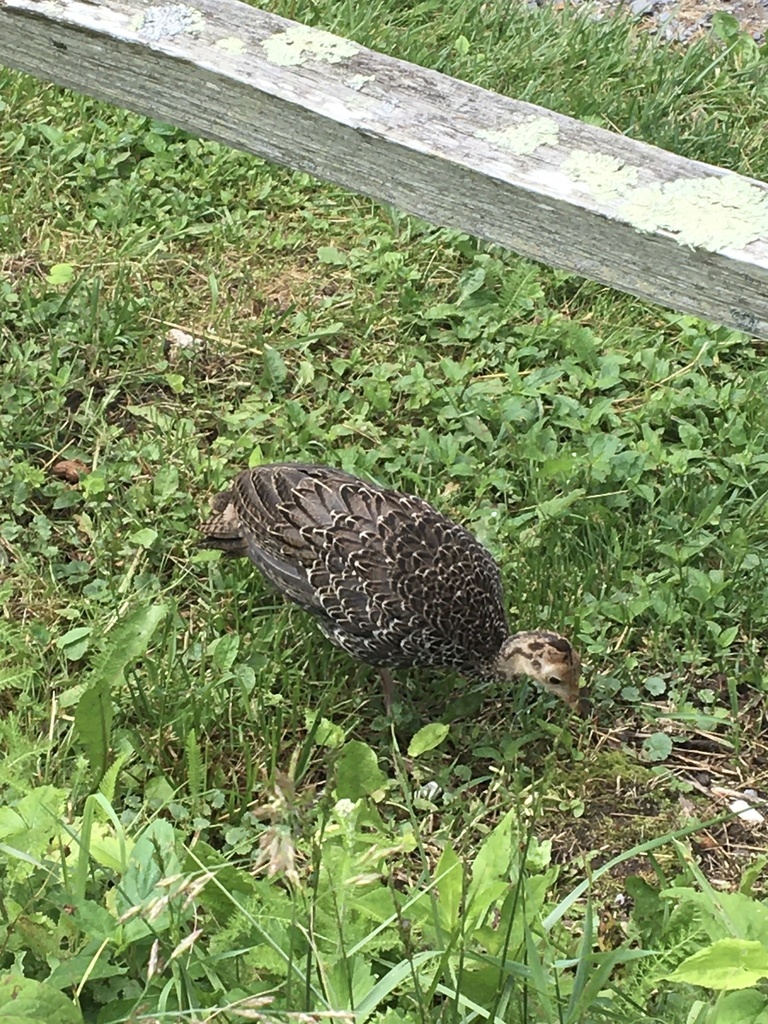 Wild Turkey from Great Smoky Mountains National Park, Cherokee, NC, US ...