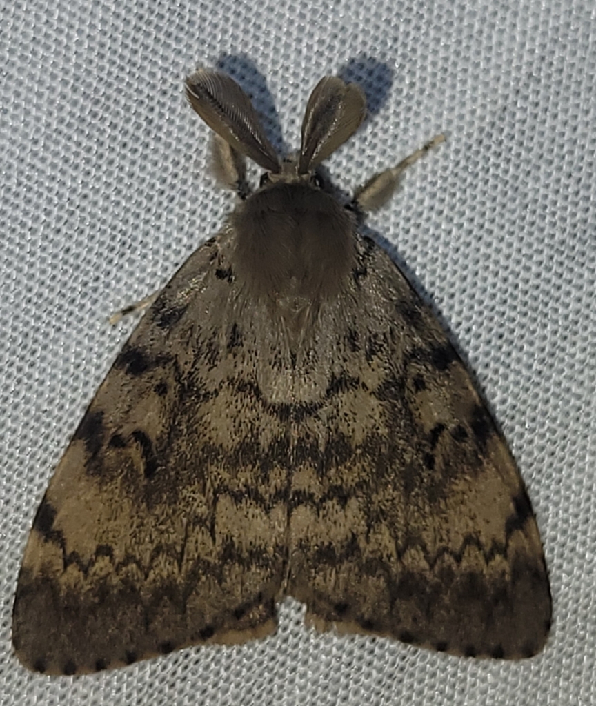 Spongy Moth from Hampshire County, US-WV, US on June 17, 2024 at 10:17 ...