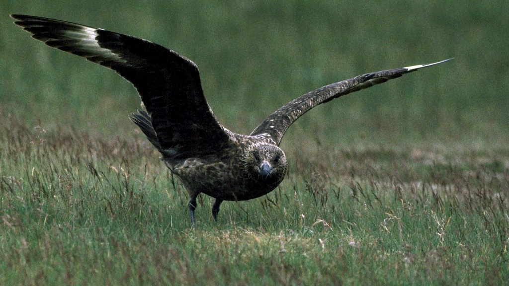 Great Skua from Skaftárhreppur, 881, Islande on July 10, 1993 by simben ...
