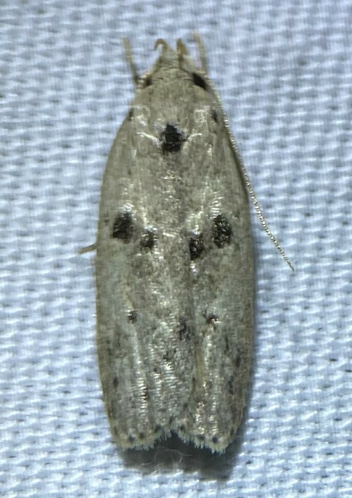 Scythropiodes issikii from Lincoln, North Carolina, United States on ...