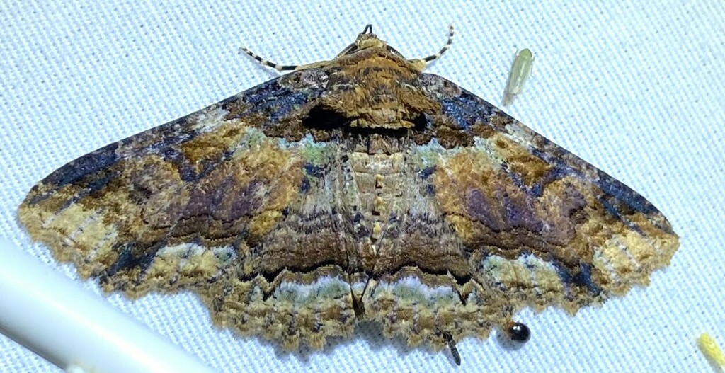 Colorful Zale Moth from Lincoln County, NC, USA on June 18, 2024 at 01: ...