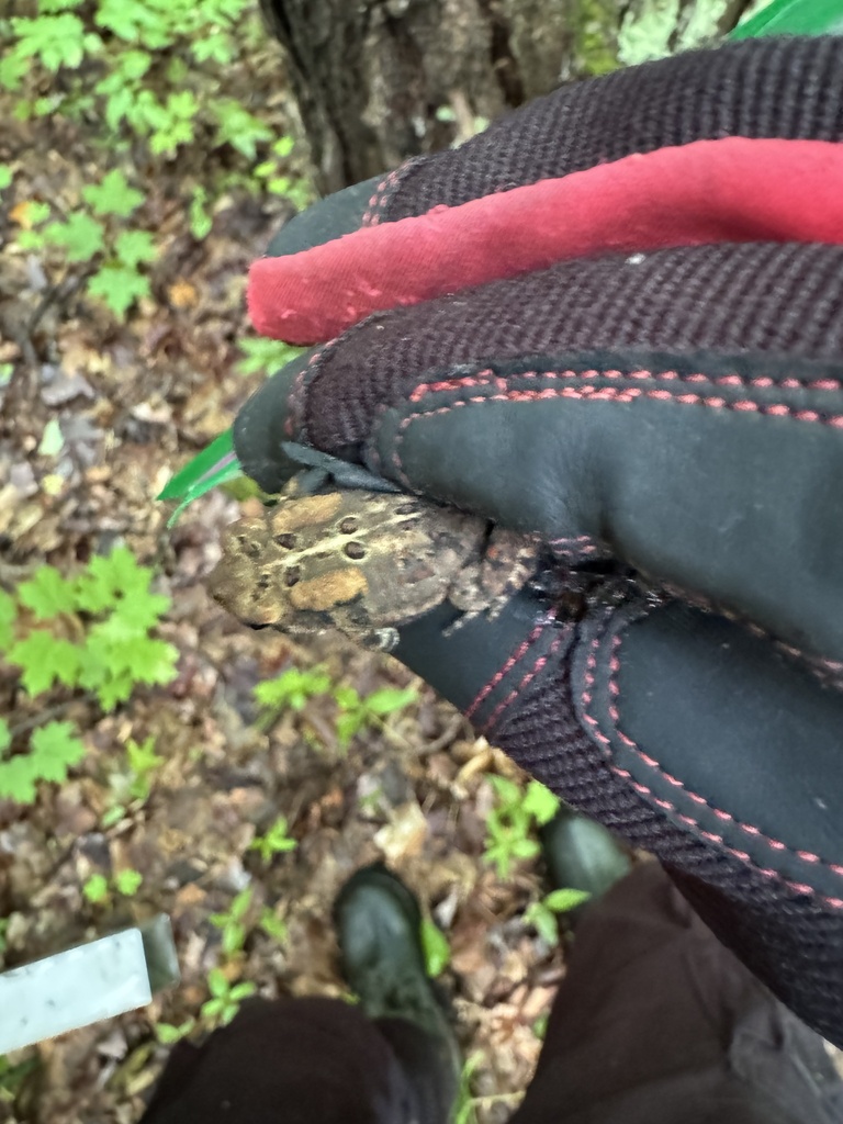 American Toad from Ottawa National Forest, Marenisco, MI, US on June 18 ...