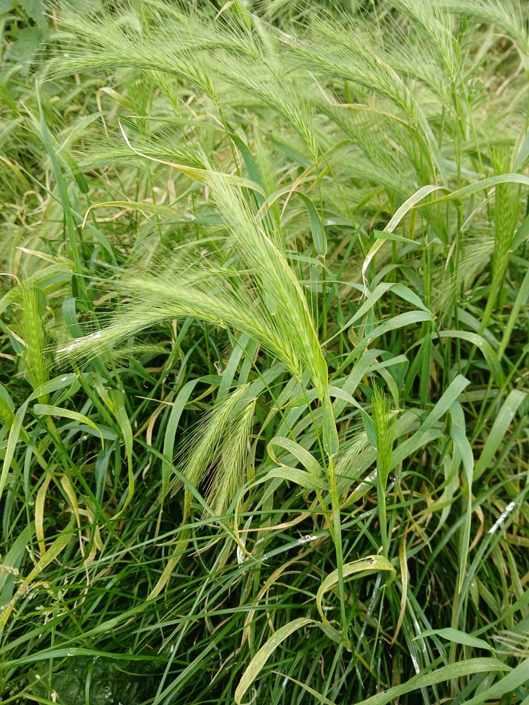 wall barley from Southport, UK on June 18, 2024 at 03:32 PM by ...