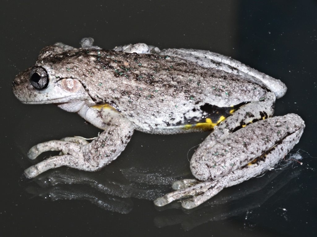 Peron's Tree Frog (Bowen Mountain bioblitz guide to frogs) · iNaturalist