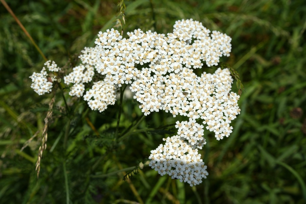 common yarrow from St Katharine's & Wapping, London, UK on June 18 ...