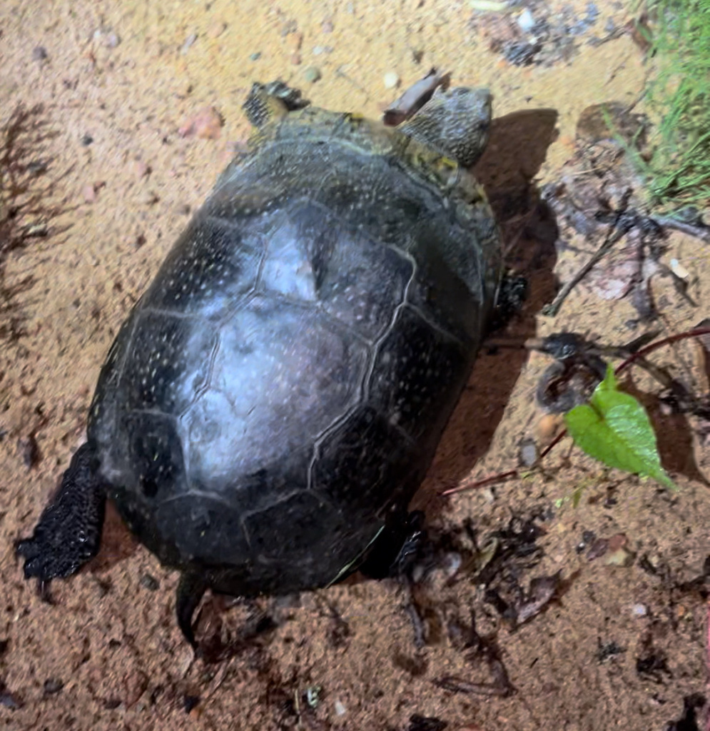 Blanding's Turtle in June 2024 by James Butler. Adult female in search ...