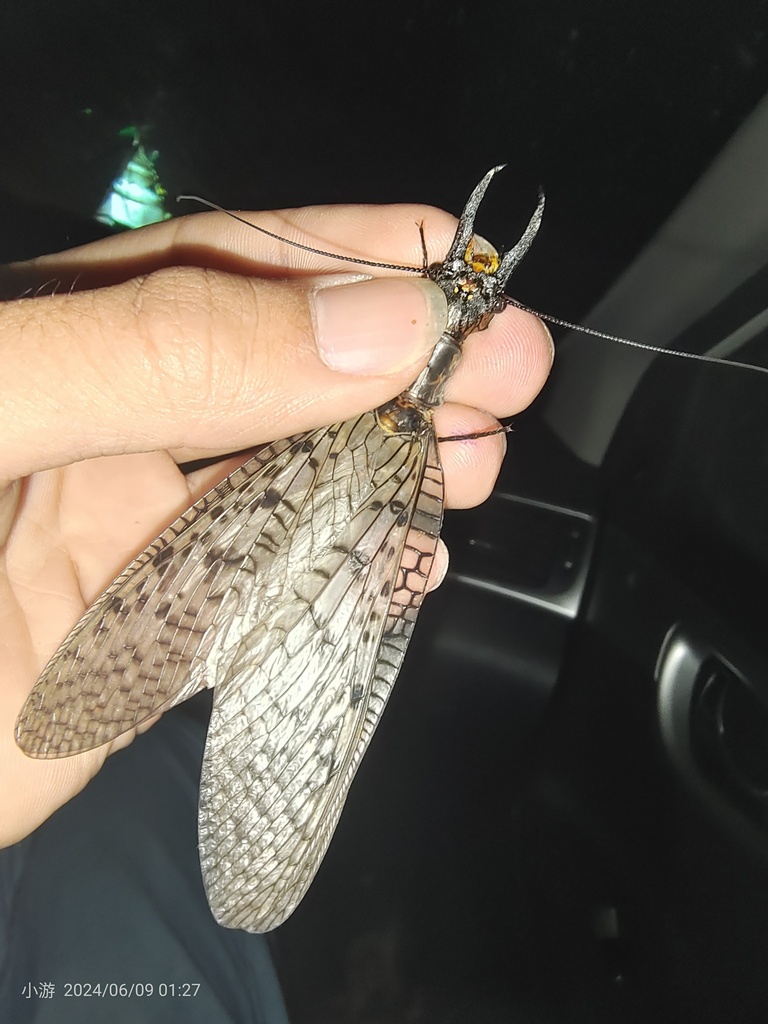 Acanthacorydalis unimaculata in June 2024 by 小游 · iNaturalist