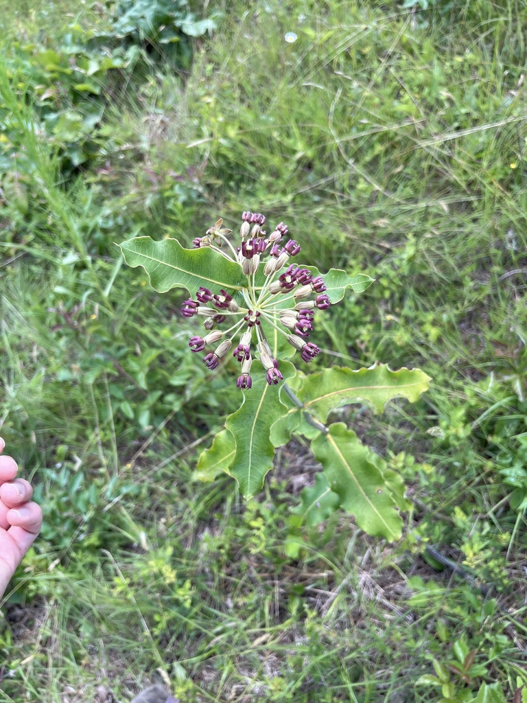 clasping milkweed from Castleton, VA, US on June 15, 2024 at 11:35 AM ...