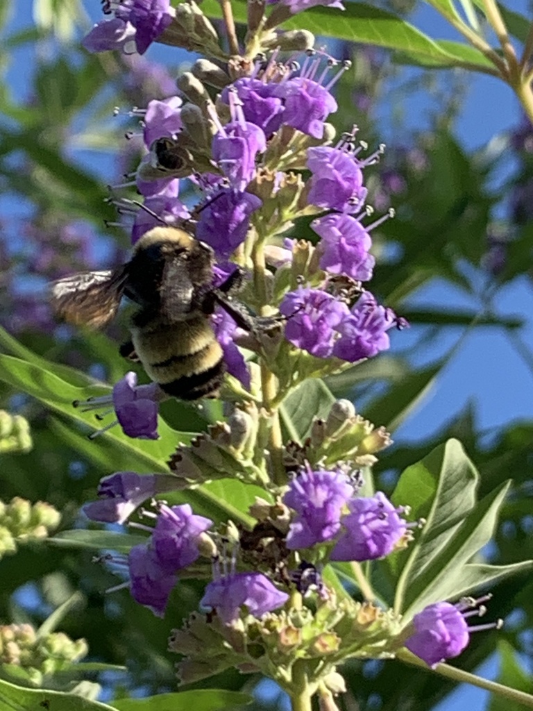 American Bumble Bee from Magnolia Pkwy, Pearland, TX, US on June 17 ...