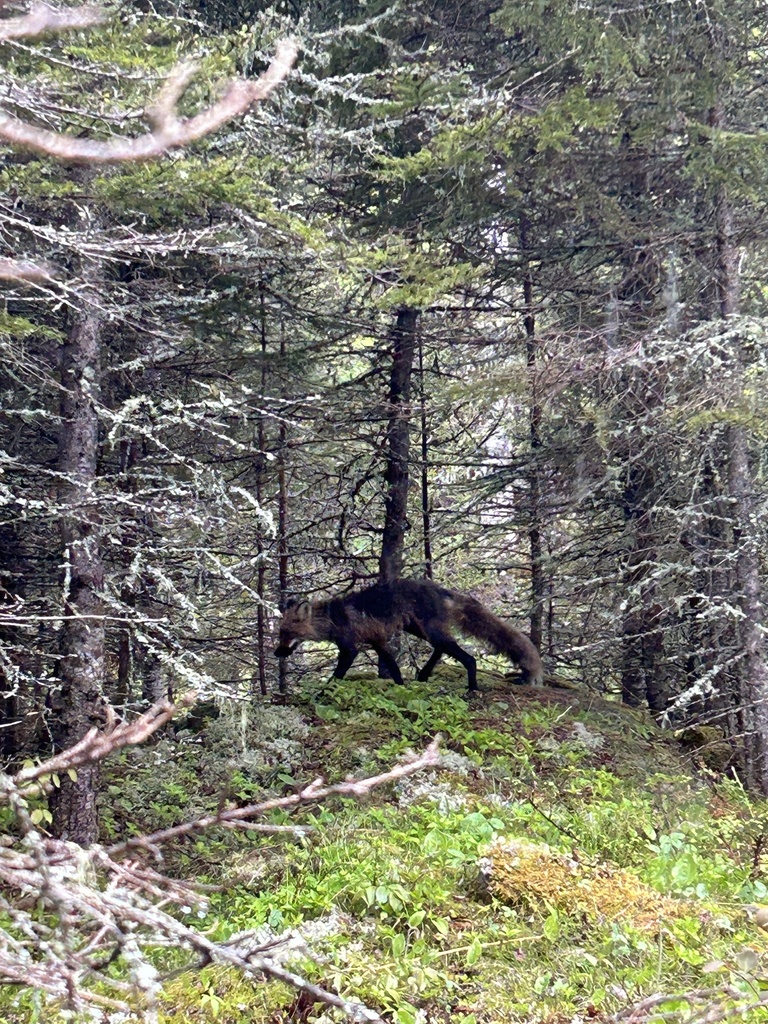 Red Fox from Isle Royale National Park, Houghton, MI, US on June 3 ...