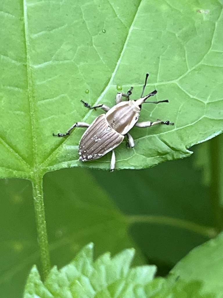 Clay-colored Billbug from Minnesota Valley National Wildlife Refuge ...