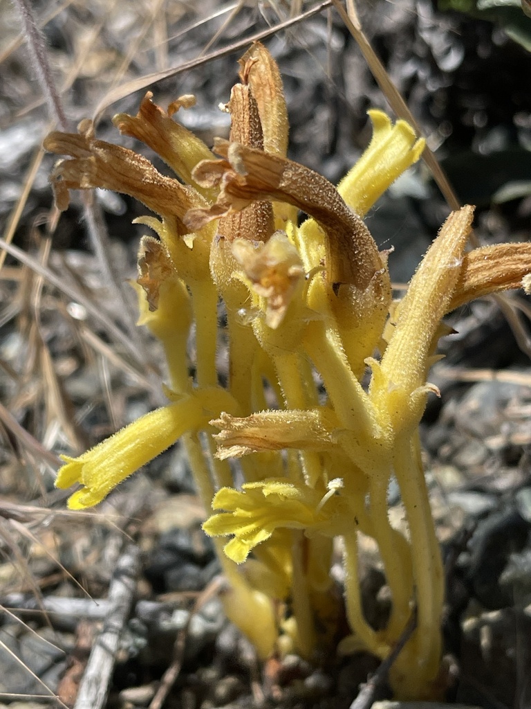 yellow clustered broomrape from Shasta-Trinity National Forest, Mad ...